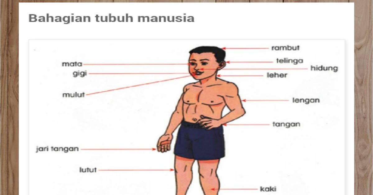 PPISMP PAKK 17' : ANGGOTA BADAN MANUSIA: PENGENALAN