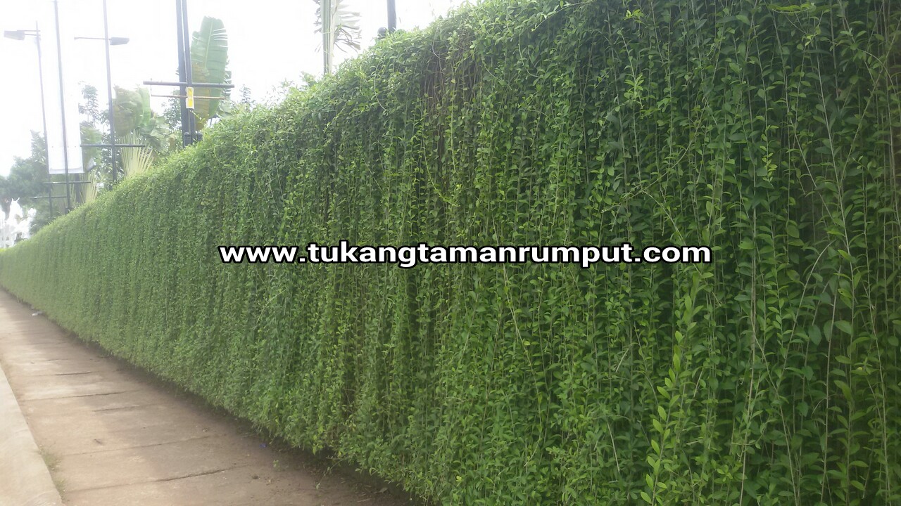 Jual tanaman rambat lee kwan yew tanaman rambat menjuntai - TUKANG TAMAN