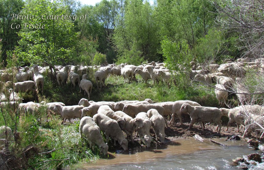 Photography by Pearl: Driving of the Sheep across Arizona