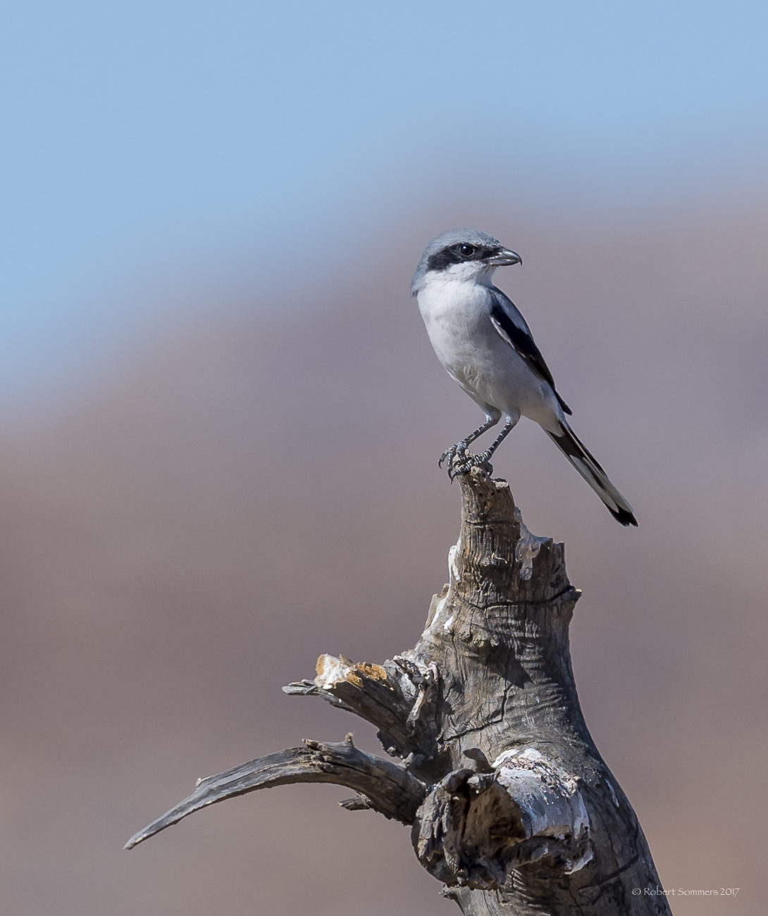 Blue Heron Blast: Butcher Bird