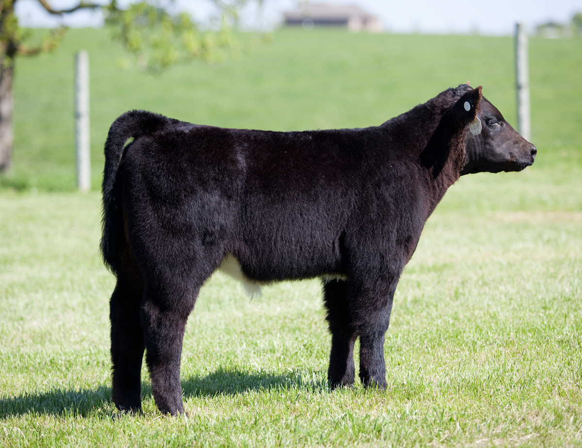 Holtkamp Cattle Co: Predator bull calf for Rising Stars.