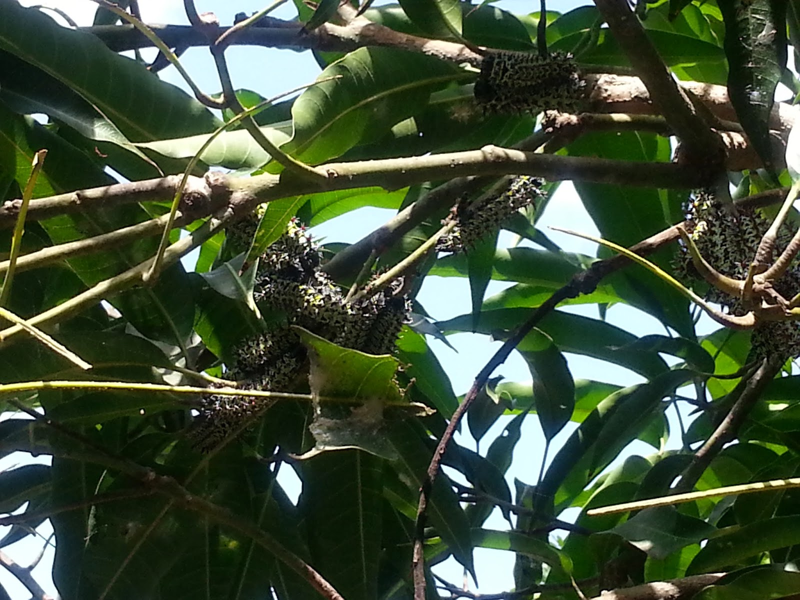 KITUO CHA UTAFITI WA MAZAO YA KILIMO MIKOCHENI.: MARI WAFANYA UKAGUZI ...