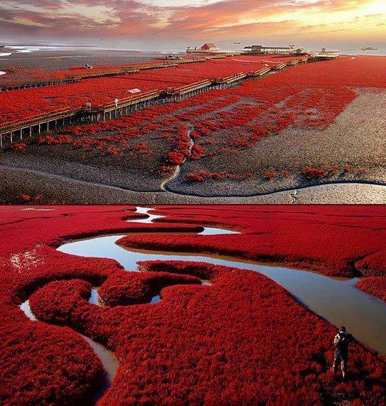 paisajes del mundo: Paisaje rojo en China. Bonita playa en San ...