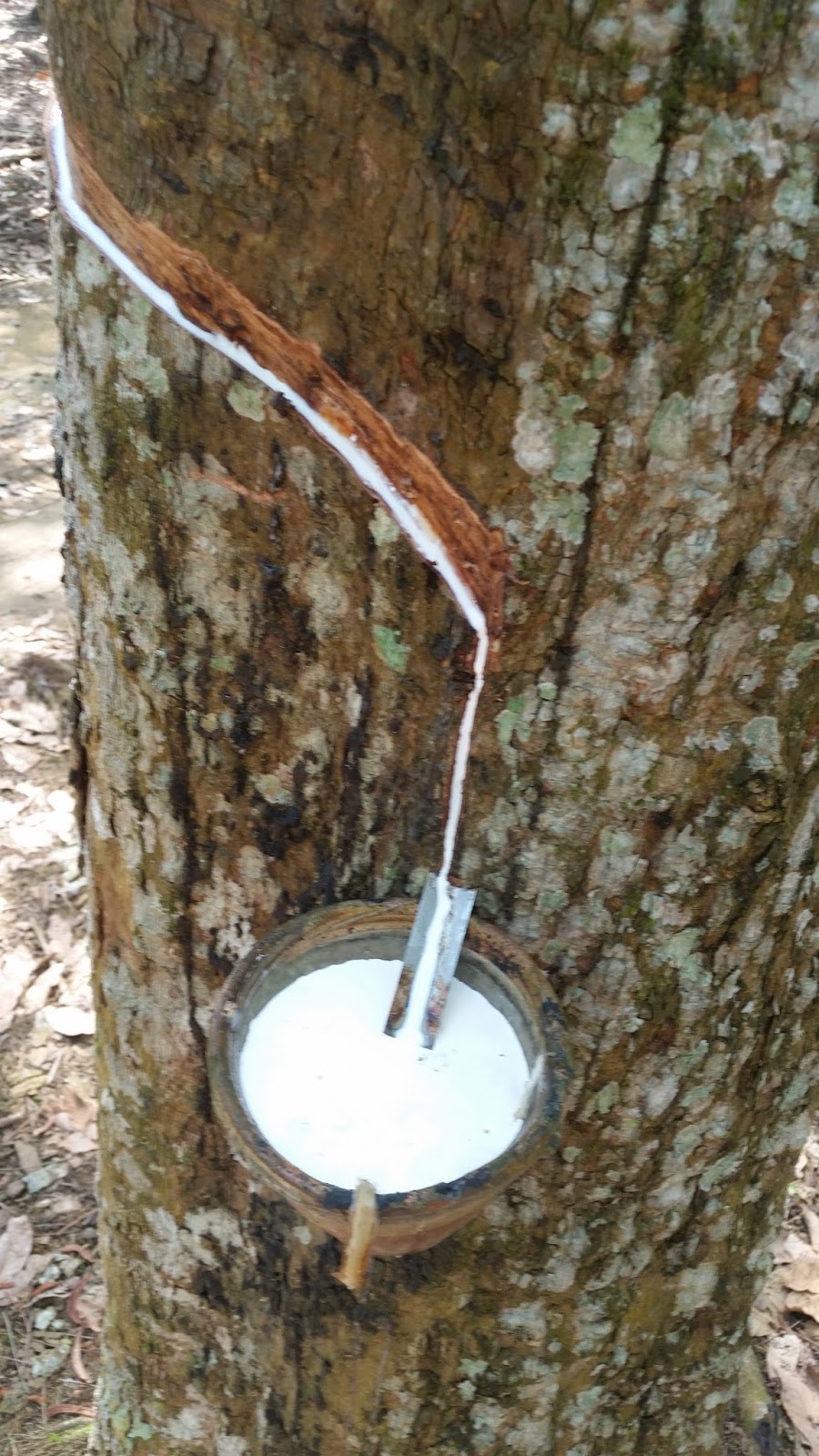 Warisan Petani: Harga Getah Naik 2