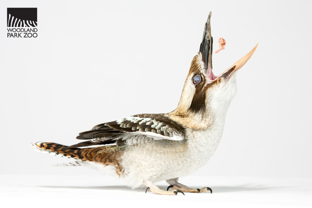 Meet the all-star ambassador animals