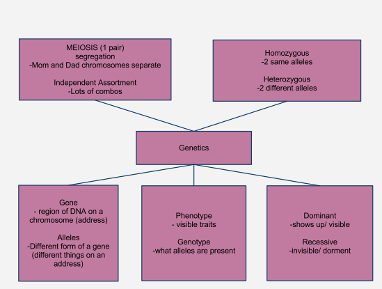 Kelsey's Biology Blog: Genetic Organizer