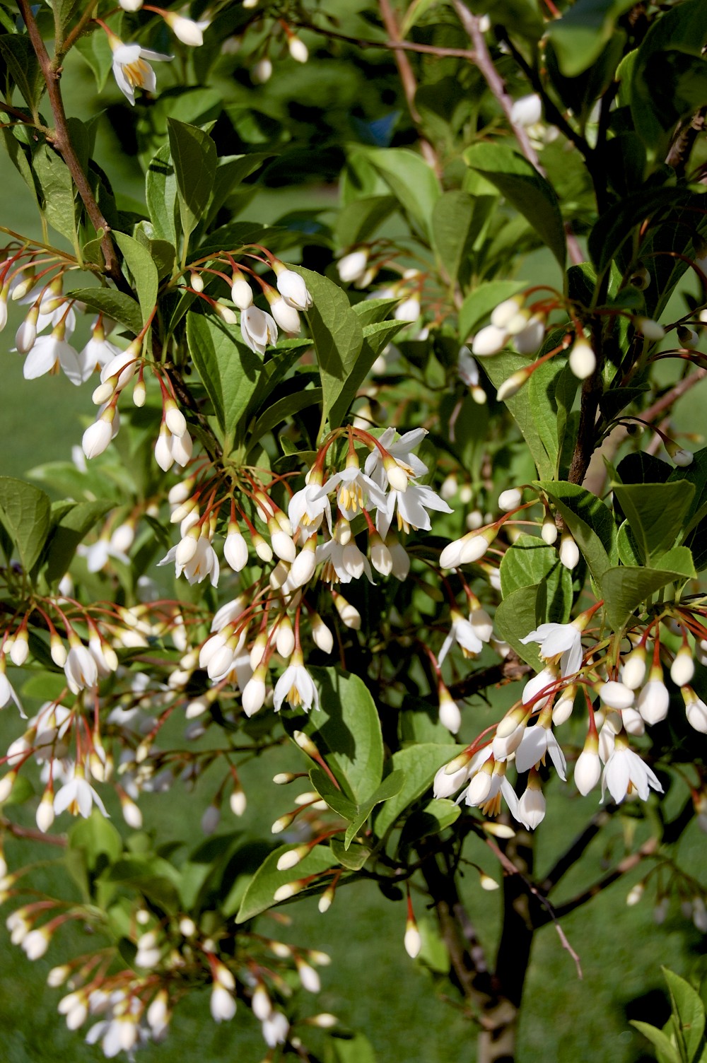 Plant Inventory at 20 Timothy : Styrax japonicus / Snowbell