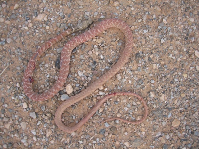 Mojave Brad: My Snake Log