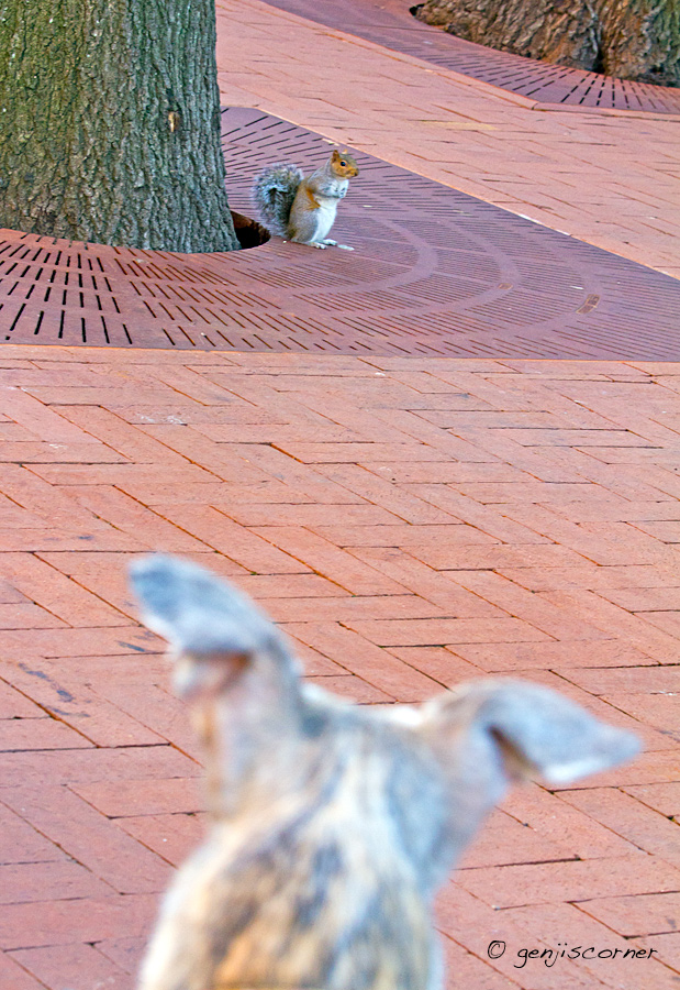 genji's corner: Charlottesville Mall Walk & Liebster Award