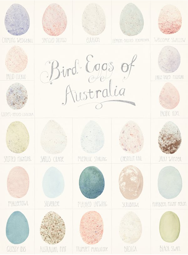 pretty.pretty.paper: bird eggs of australia.