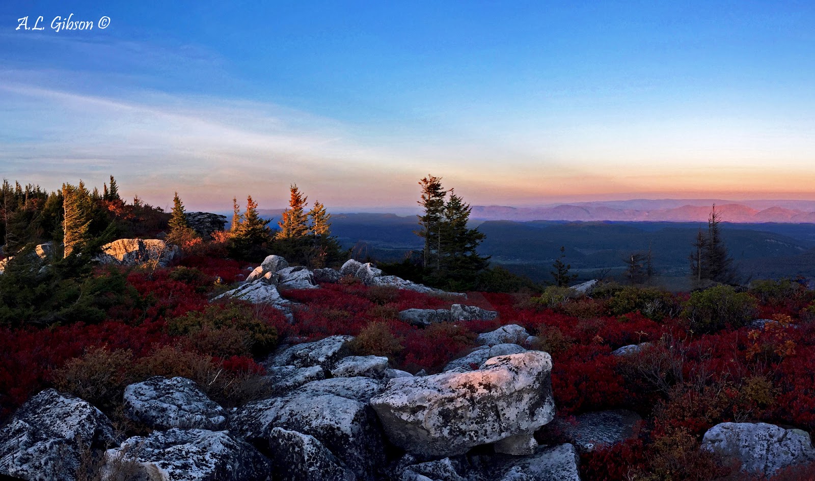 The Buckeye Botanist: Flashback to Fall in the Dolly Sods Wilderness