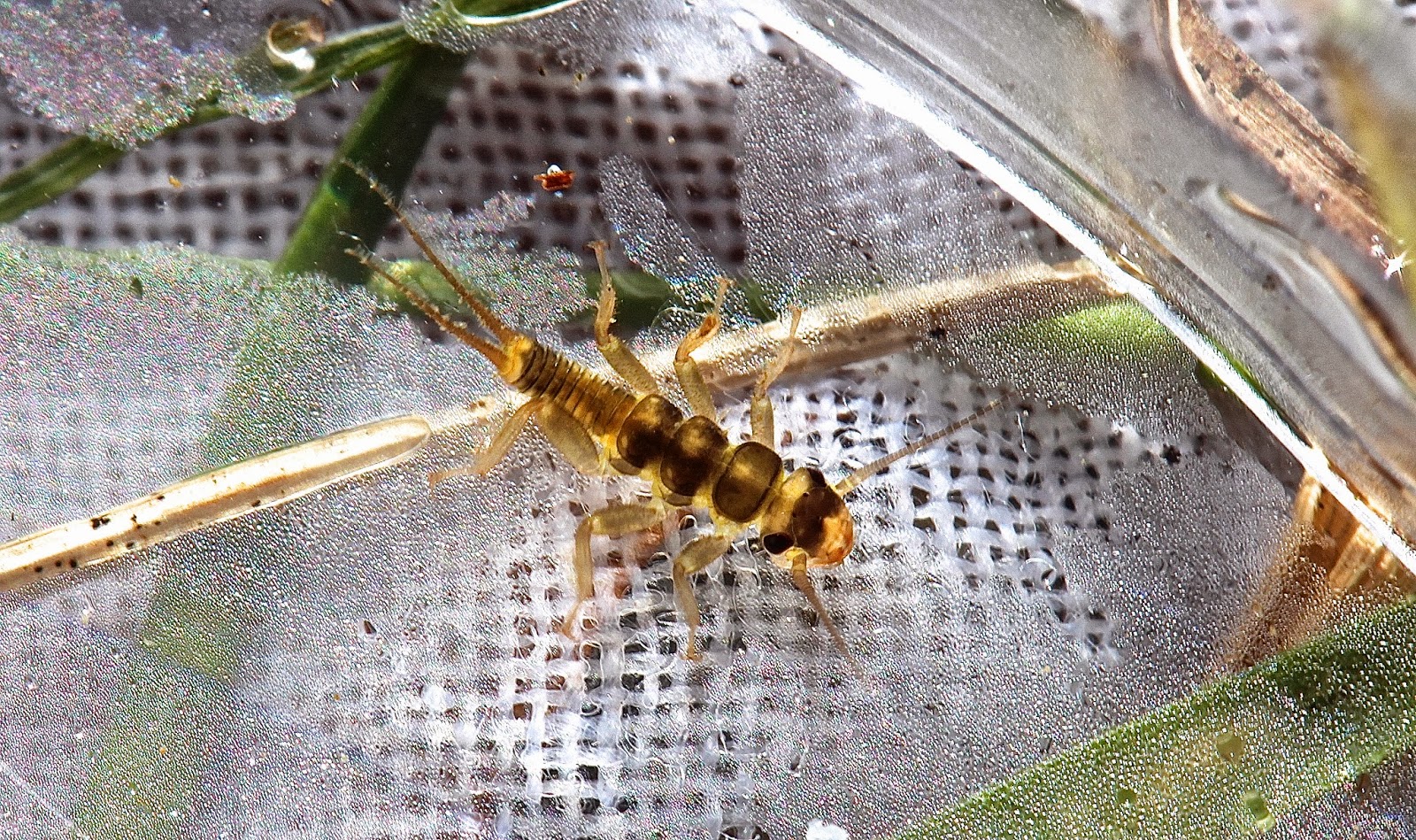 Aquatic Insects of Central Virginia: One by one the new Perlodids appear: Helopicus subvarians ...