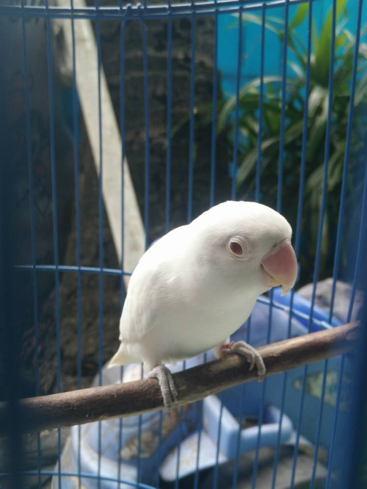 Cara Merawat Lovebird Paruh Putih