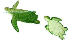 Extinct Animal of the Week: Toxic Shells?