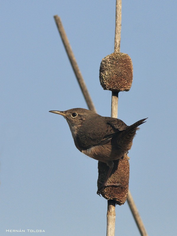 Aves de Argentina: Ratonera común (Troglodytes musculus)