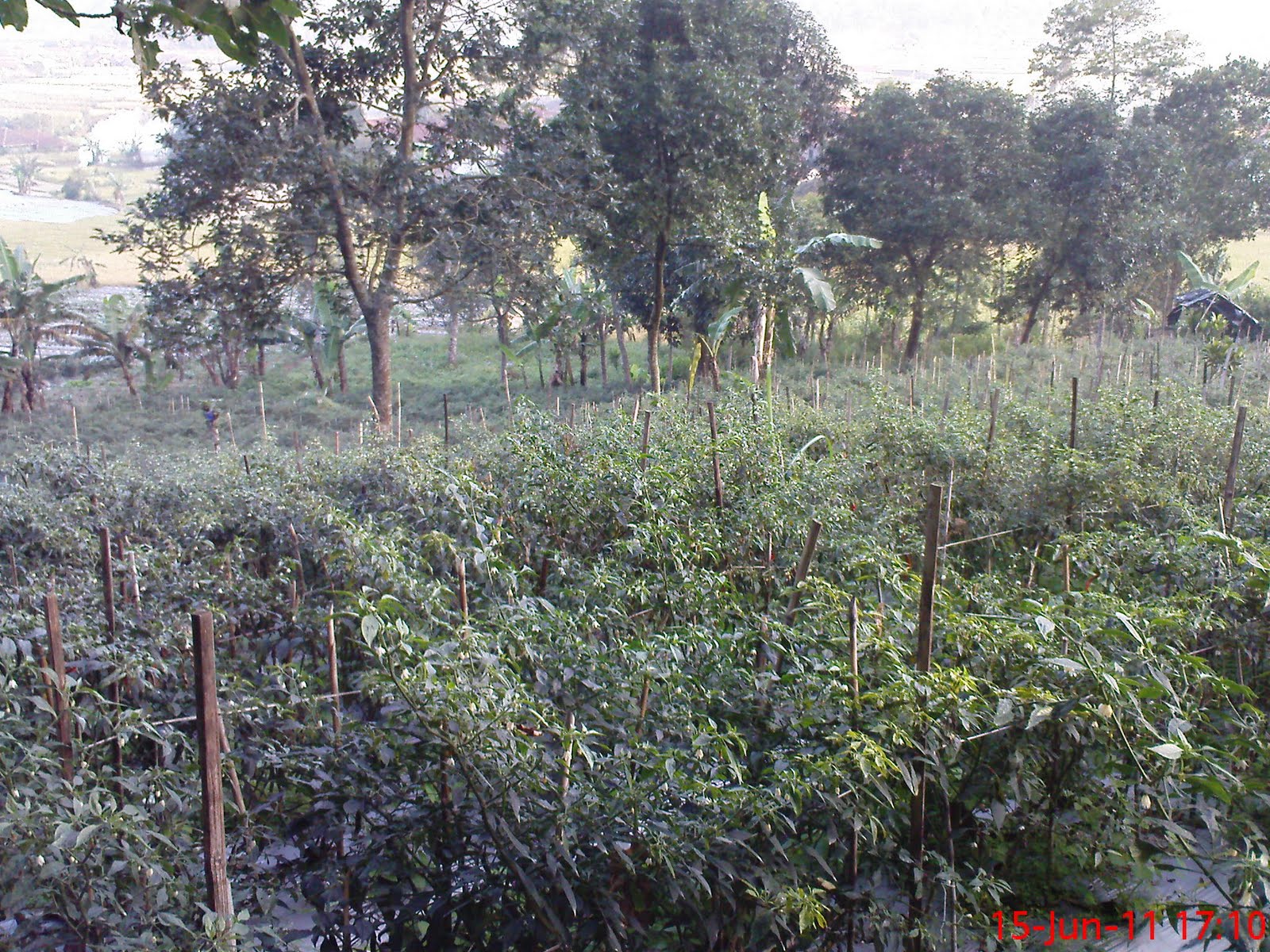 GAMBAR SUKSES BERCOCOK TANAMAN CABE | Tips Petani