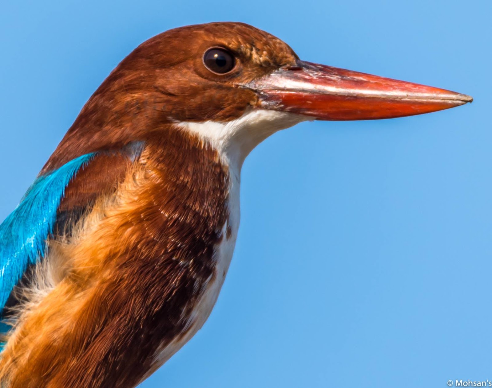 Beautiful Birds of Pakistan - 6 ~ Jaho Jalal