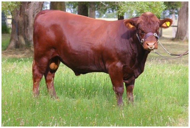 Generalidades de la Ganadería Bovina.: Red Poll