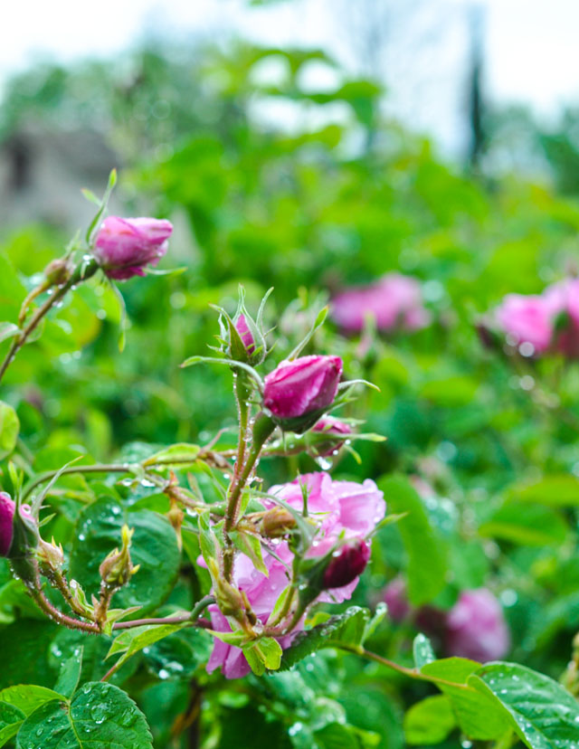 Handpicking the Rose Centifolia in Grasse, France – Emily Jane Johnston