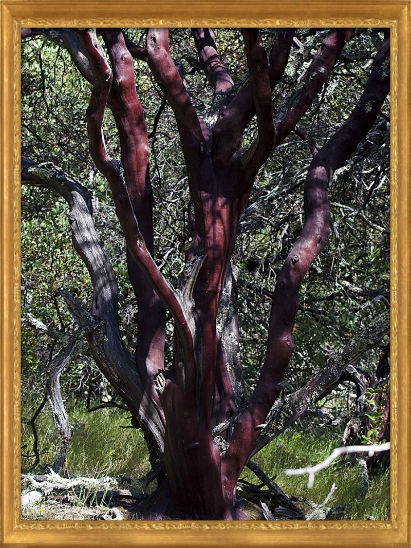 Napa Valley, California - USA | Travel Enthusiasts