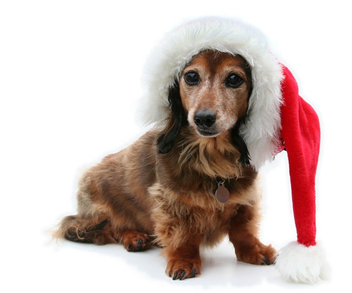 The Most Charming Dogs In The World Preview the-most-charming-dogs-in-the-world-preview