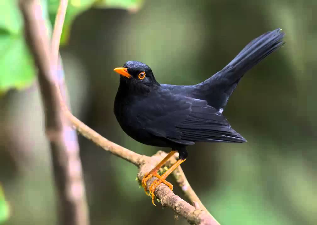 El Magazin de Merlo: El Mirlo/Merlo es un ave que ha prestado su nombre ...