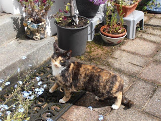 Lancaster & Morecambe Pet Search: Found Animals: