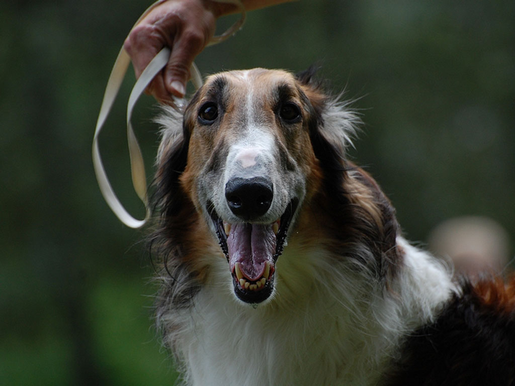 Borzoi Dog Wallpapers - Funny Animals