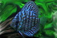 Blue Aqua: Discus Fish
