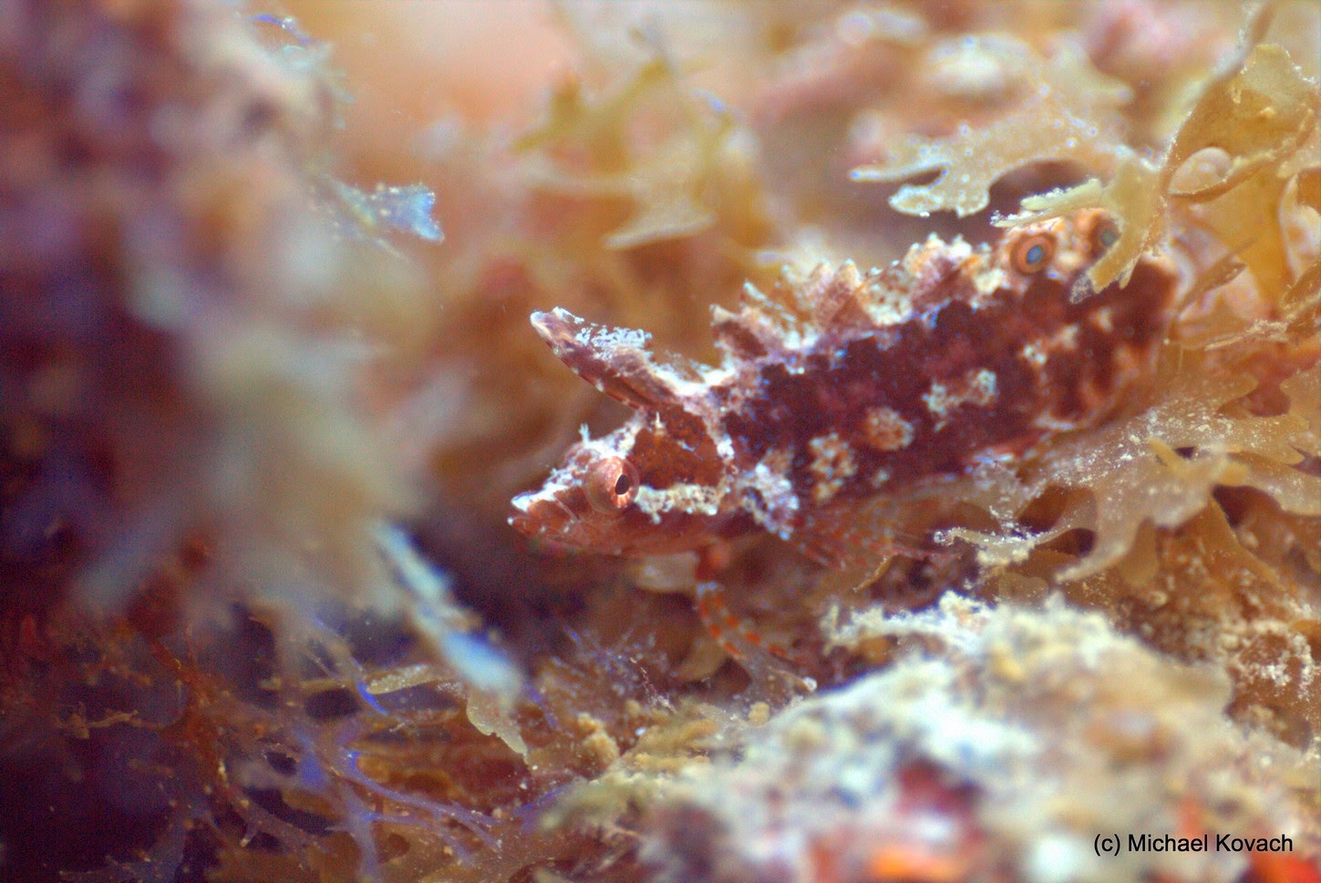 Cordova Dive Blog: A Solo Dive on the Big Coral Knoll and a second solo ...