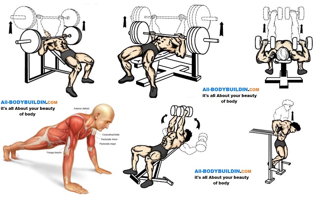 The Top 5 Chest Muscle Exercises ~ multiple fitness