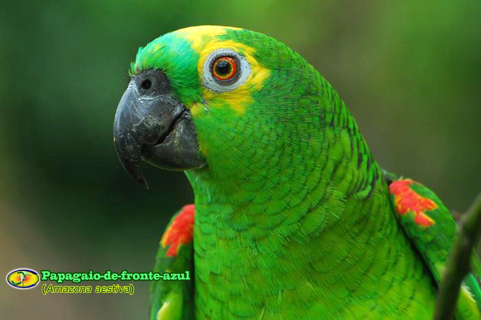 ORNITOLOGIA: Papagaio-de-fronte-azul (Amazona aestiva)
