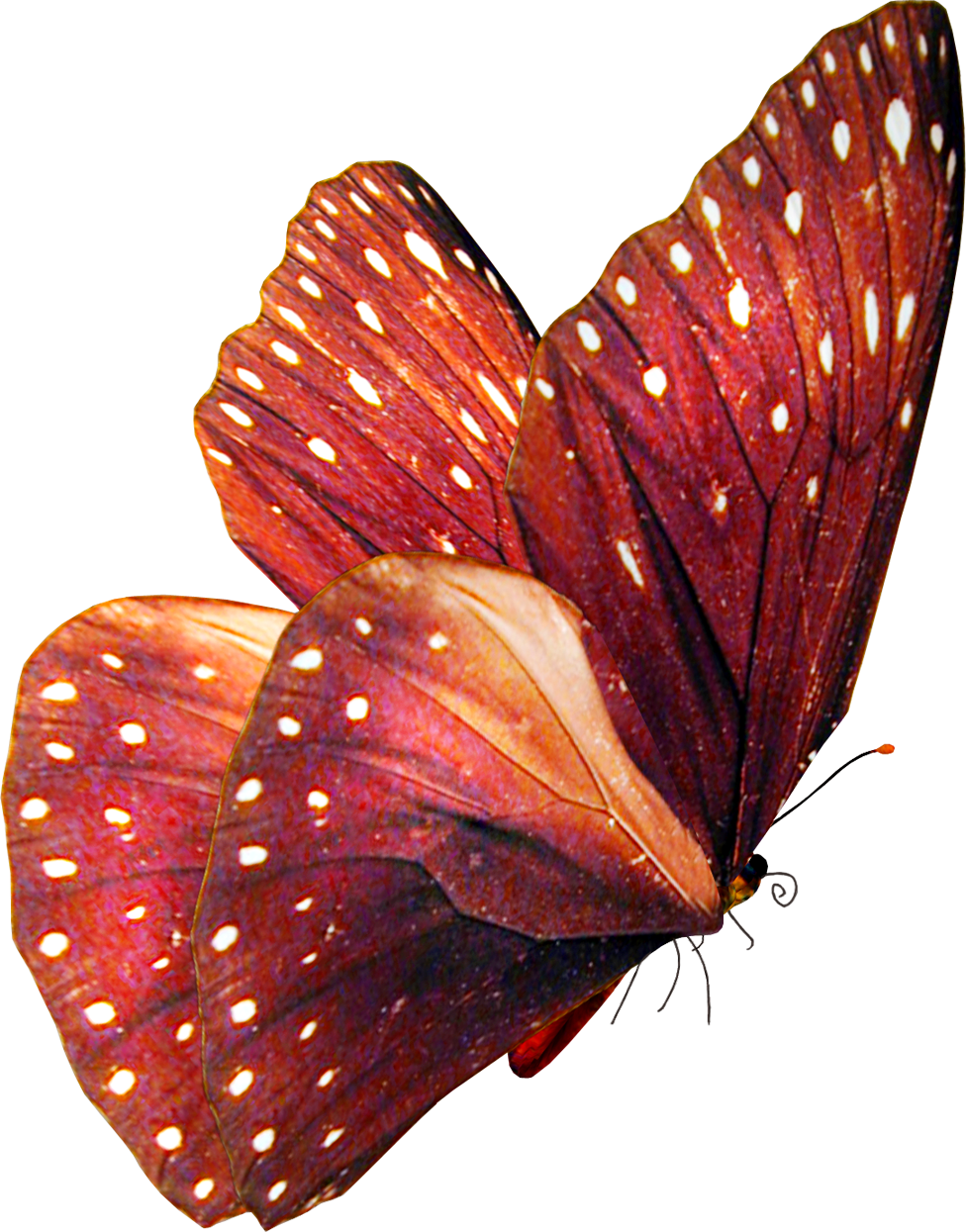 Beautiful Butterfly Images. - Oh My Fiesta! in english