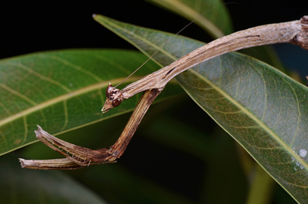 ARBICO Organics: Praying Mantids – So Much More Than Most People Think