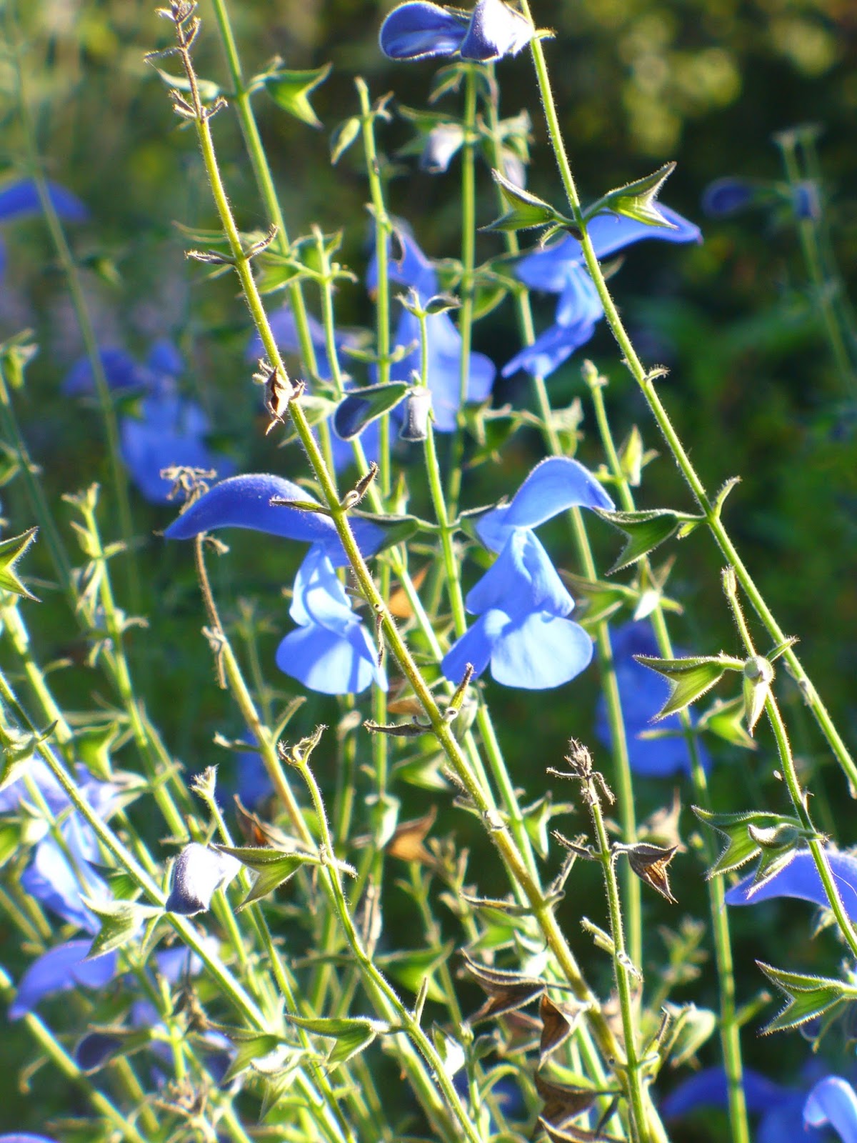 Plant World: Salvia patens
