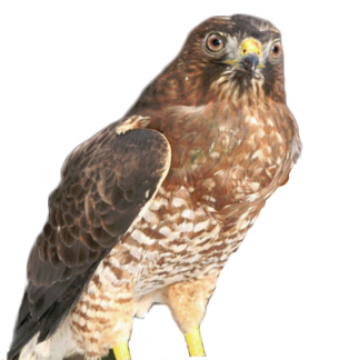 Downriver USA: One-Winged Hawk