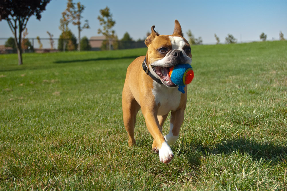 Fun Things To Do With Your Dog Australian Dog Lover fun-things-to-do-with-your-dog-australian-dog-lover
