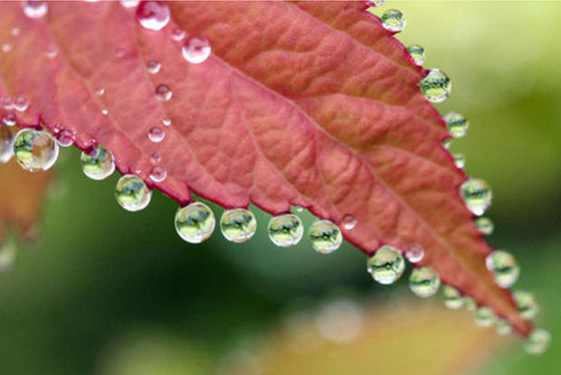 DPAPBio: Global Warming Effect On Transpiration