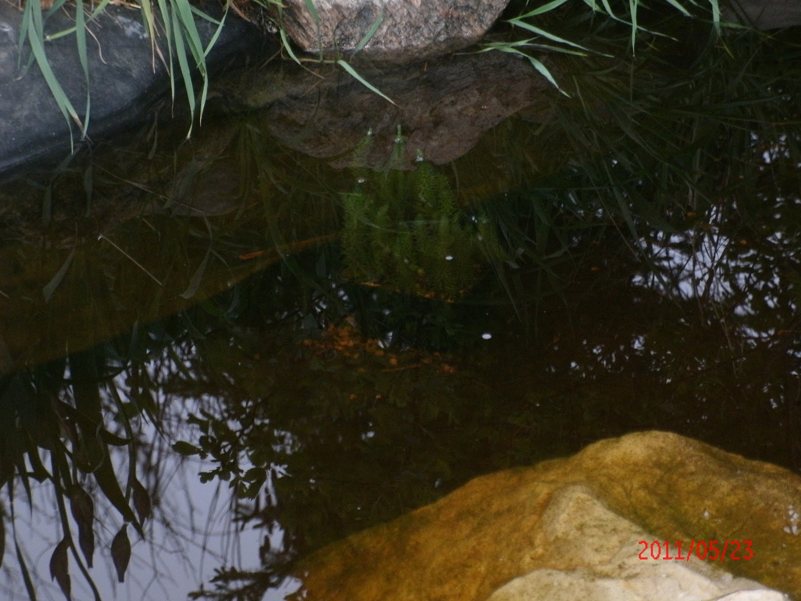 Carola's Alberta Garden 2019: Ponds and Pond Plants