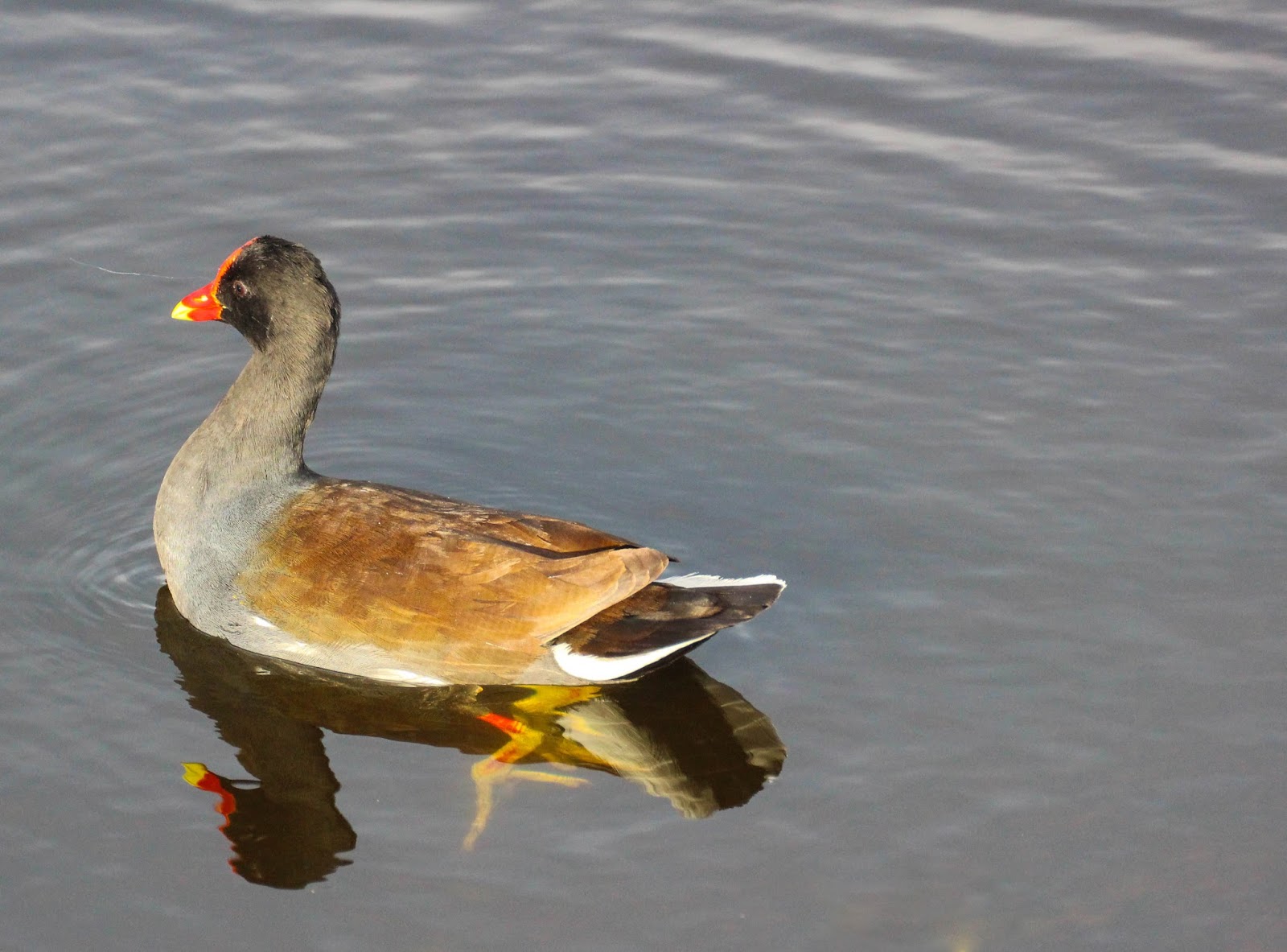 Cannundrums: Common Gallinule