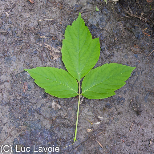 Arbres des parcs-nature et boisés de Montréal: Feuilles des érables