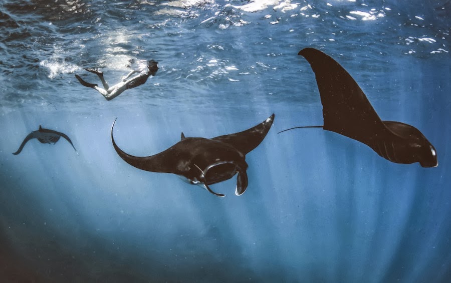 Dancing With The Manta Rays ~ Life Is An Absurd Journey