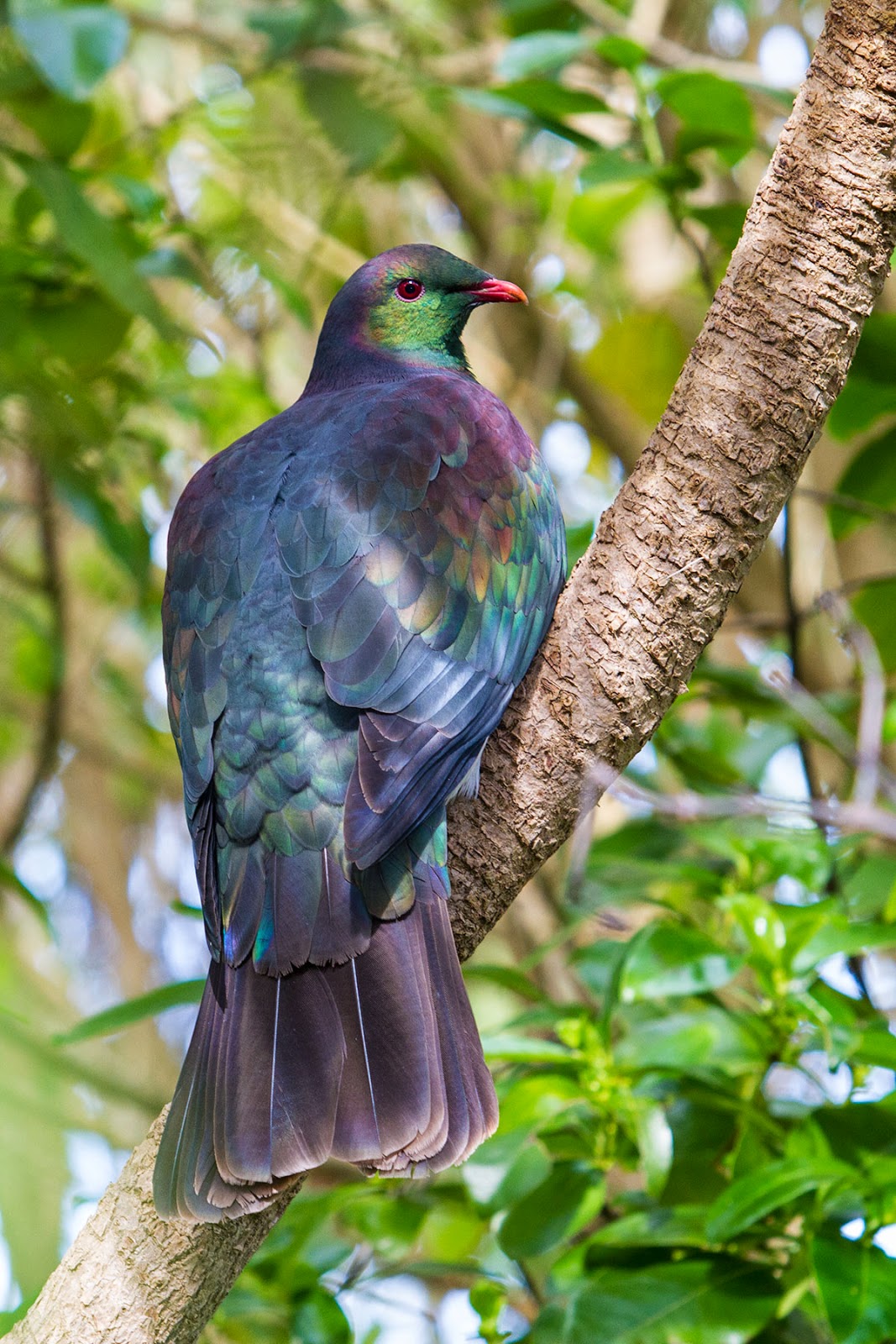 The Fantastic TiriTiri Matangi Island. - Painted Addiction