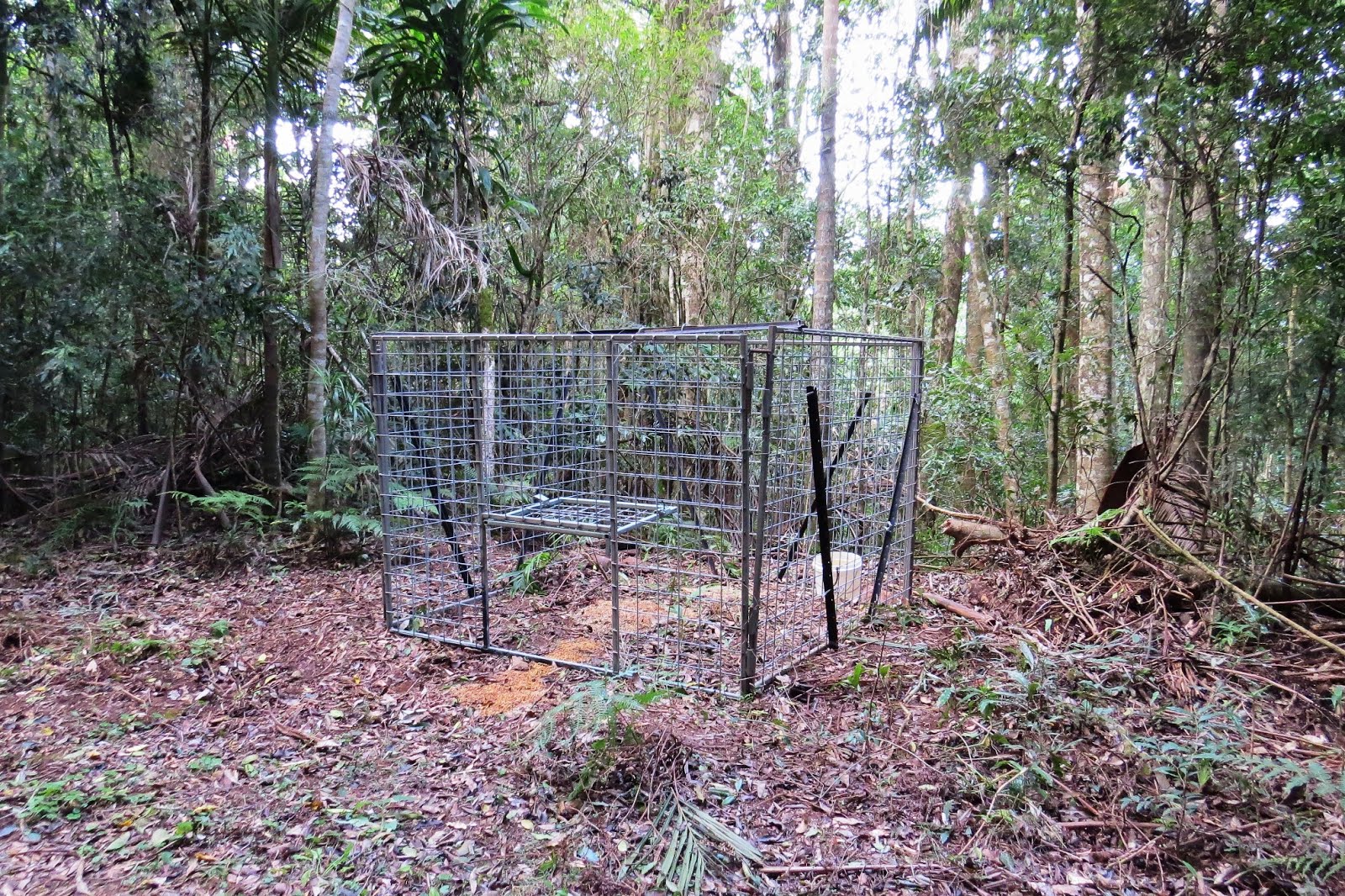 National Park Odyssey: Manna Gum Camping Area, Goomburra Section of ...