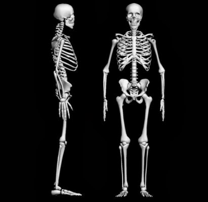 Observational Drawing: Skeleton Drawing: Reference Images