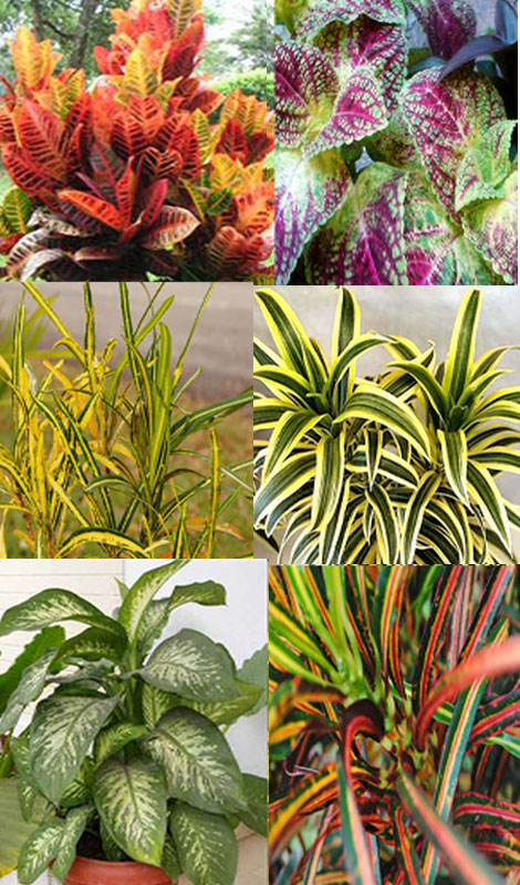 laman impianku...: Daun yang cantik