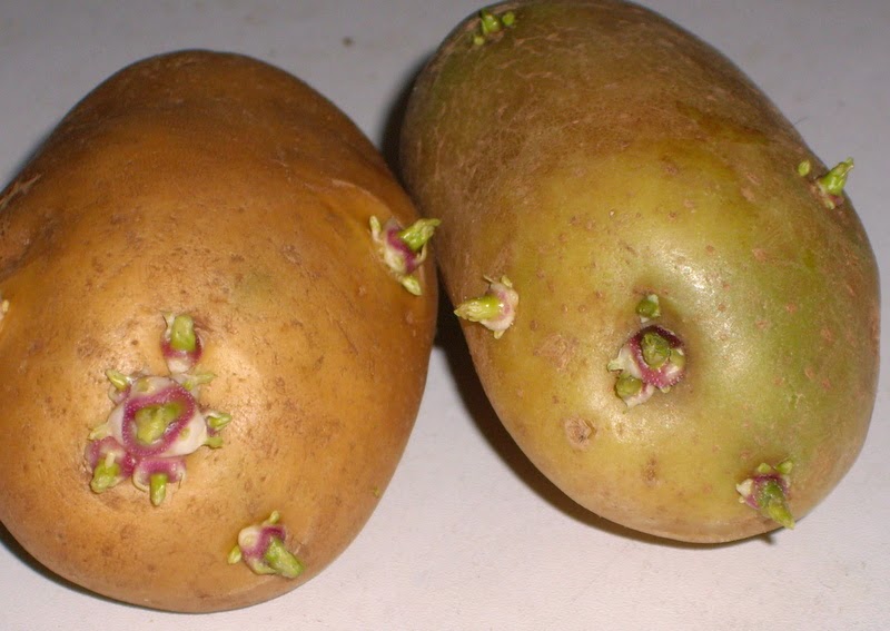 Grade 5 Science Notes: A sexual Reproduction in plants using Cutting