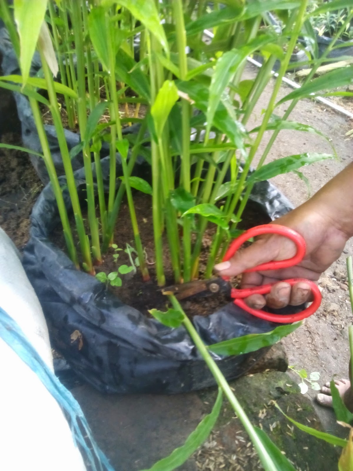 kebun jahe nusantara