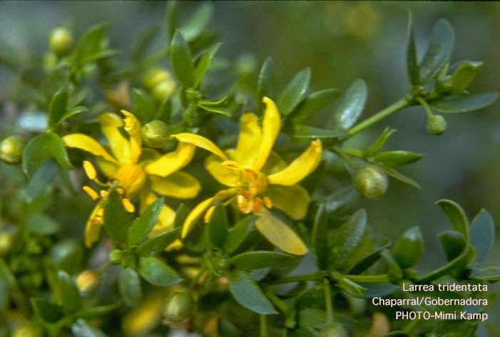 The Herb Hound: CHAPARRAL