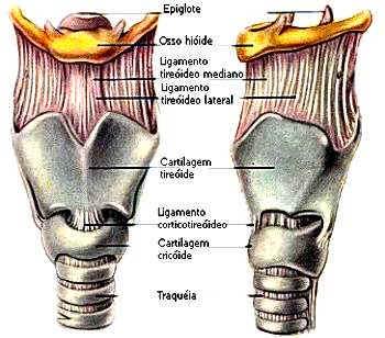FONOAUDIOLOGIA NO SEU COTIDIANO: Laringe x Anatomia x Função